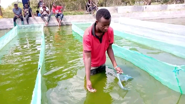 Fish Farming for Economic Productivity Project - GCR