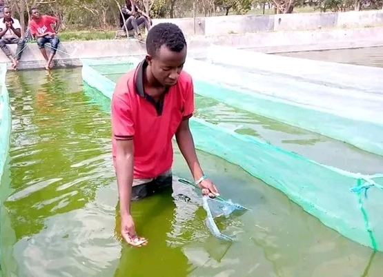 Fish Farming for Economic Productivity Project - GCR