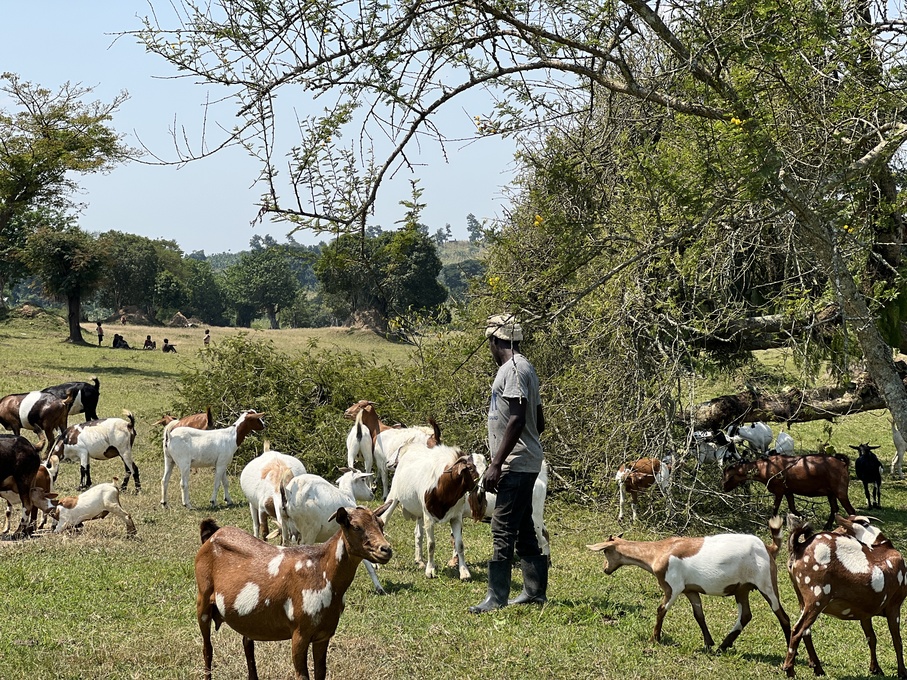 SALOMON GOAT REARING-NKOMA - GCR