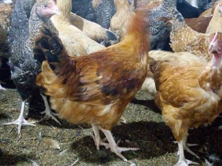 Poultry Breeding Project for Development. - GCR