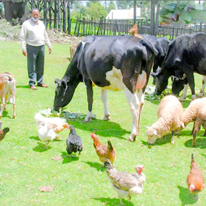 Animal Husbandry - GCR