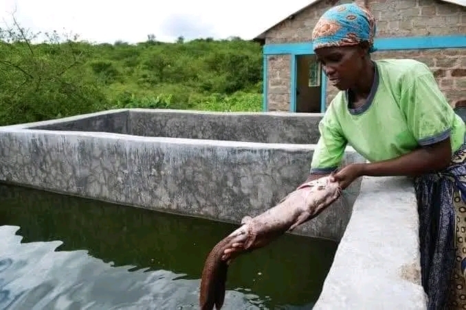 Mayila Fish Farming Project - GCR